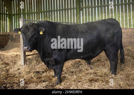 Young bull looking at camera. For UK livestock farming, British beef ...