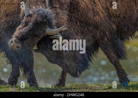 Buffalo, Bison bison, aggressively head-butting in a strength contest ...