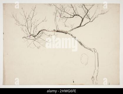 Sketch of a tree. Artist: Edwin Austin Abbey, American, 1852–1911, M.A ...