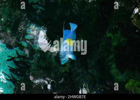 Pomacanthus maculosus, the yellowbar angelfish, half-moon angelfish ...