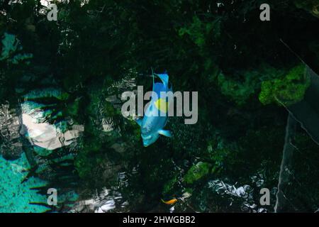 Pomacanthus maculosus, the yellowbar angelfish, half-moon angelfish ...