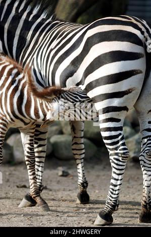 Wild zebra mother feeding her cub walking in the African savanna Stock ...