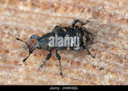 Snout beetle (Hylobius abietis) sitting on pine wood, macro photo Stock ...