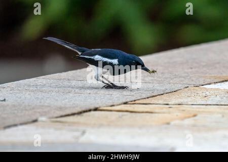 Oriental magpie in a green environment during summer time on a bright ...