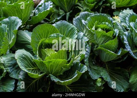 Organic frresh traditional cabbage close up green vegetable Stock Photo ...