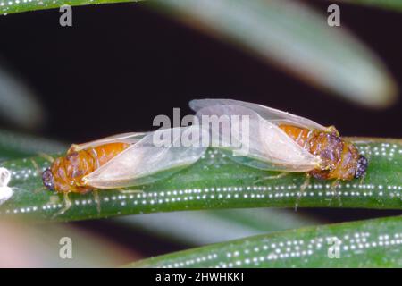 Insects of Green spruce gall aphid (Sacchiphantes viridis synonyms ...