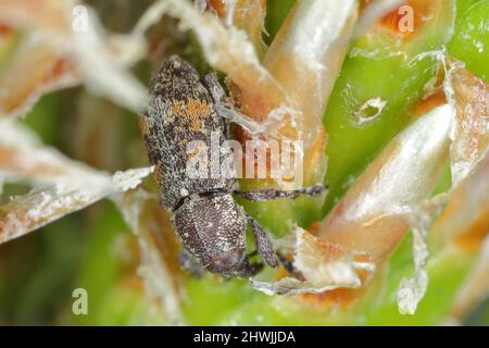 Pissodes validirostris a species of beetle in the weevils family ...