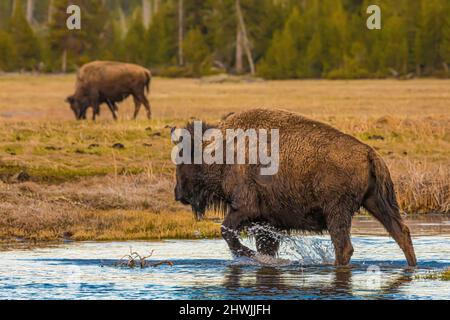 Bison, Bison bison, herd crossing the Madison River in Yellowstone ...