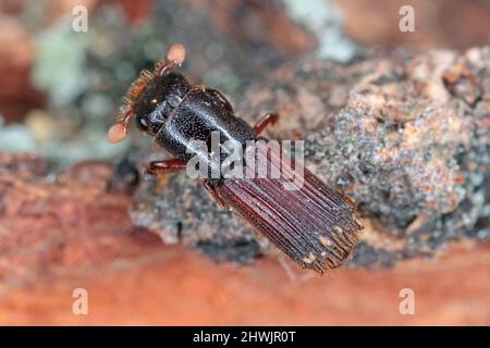 Platypus cylindrus, commonly known as the oak pinhole borer, is a ...