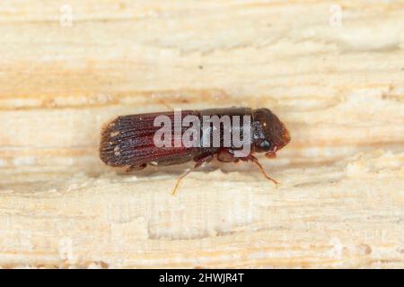 Platypus cylindrus, commonly known as the oak pinhole borer, is a ...