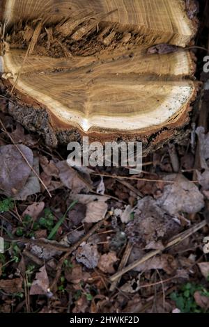 Tree stump surrounded by wood shavings Stock Photo - Alamy