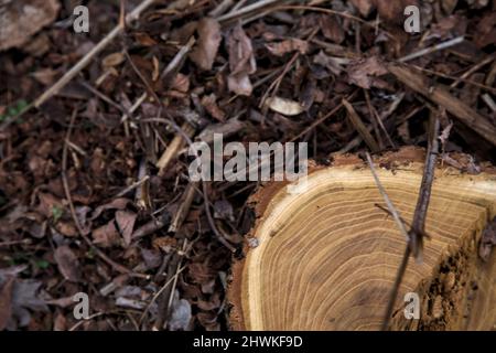 Tree stump surrounded by wood shavings Stock Photo - Alamy