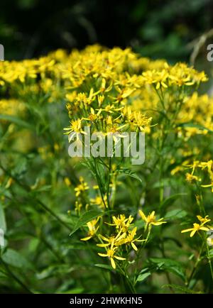 blooming Senecio ovatus at the edge of the forest Stock Photo - Alamy