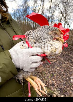 One live young rooster isolated on white background Stock Photo - Alamy