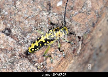 Ladder-marked long horn beetle, Germany / (Saperda scalaris Stock Photo ...