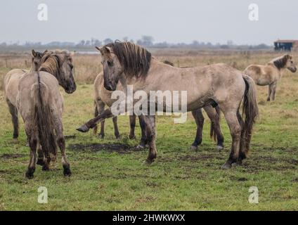 stallion mating mare Stock Photo - Alamy