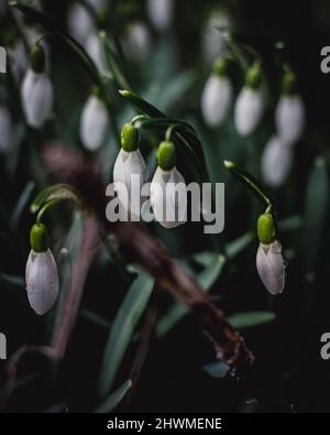 A cold icy snowdrop Stock Photo - Alamy
