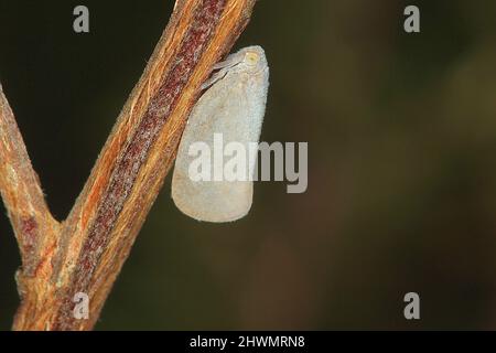 Grey plant hopper (Anzora unicolor Stock Photo - Alamy