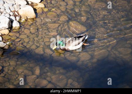 A Muscovy Duck perched on a rock near the shore at sunset in Orozco ...