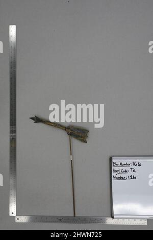 Shadow Puppet (Wayang Kulit) of Panah Cakra, from the set Kyai Nugroho ...