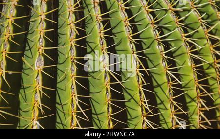Cactus close up spiked. Cactus backdround, cacti design or cactaceae ...