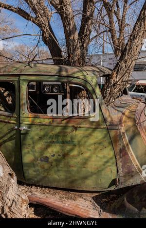 junk cars with trees growing through them Stock Photo - Alamy