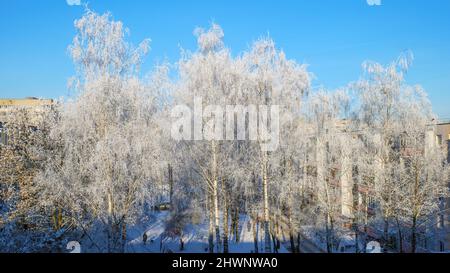 Birches in winter. Iced birch branches Stock Photo - Alamy