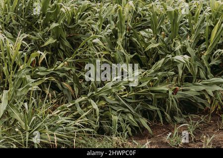 Corn crops with knocked over bent stem after severe wind storm in field ...
