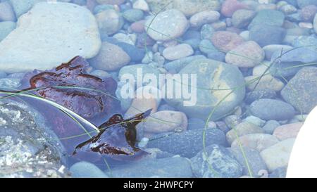 Sea hares mollusc in tide pool water, red mollusk, pebble. Tidepool ...