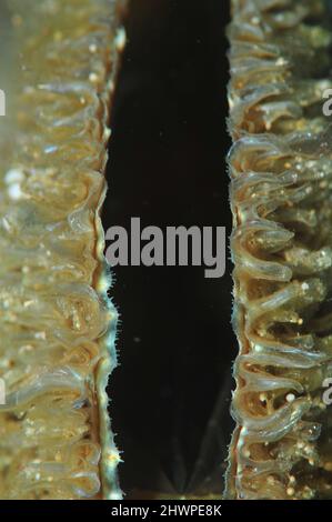 Pinna rudis, the rough pen shell or spiny fan-mussel, is a species of ...