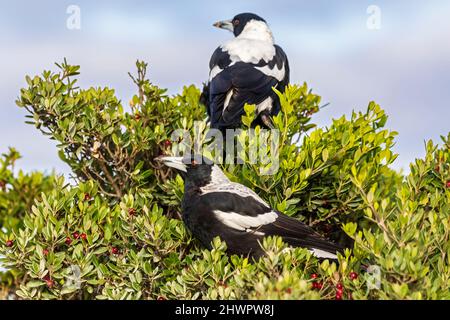 Two Australian magpies (Gymnorhina tibicen) perching on tree branches ...