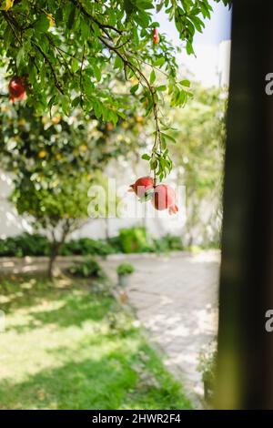 Pomegranate hanging on tree Stock Photo - Alamy