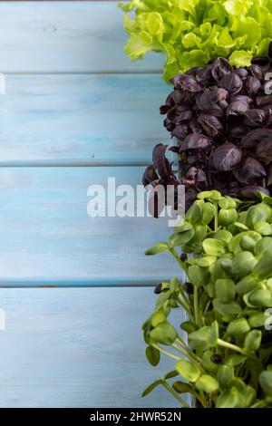 Set of boxes with microgreen sprouts of sunflower, basil, radish on ...