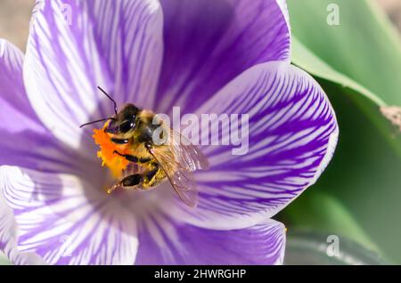 family of violet crocuses and flying bees insect in spring garden Stock ...