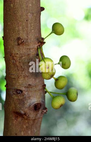 Closeup Australian rainforest fig tree trunks Brisbane Australia Stock ...