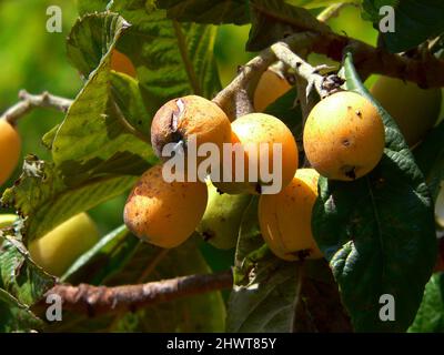 Fresh medral close-up Stock Photo - Alamy