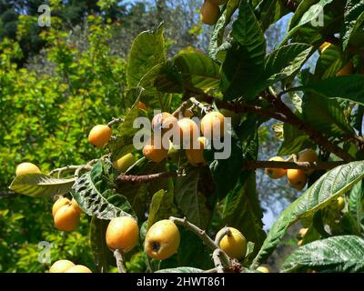 Fresh medral close-up Stock Photo - Alamy