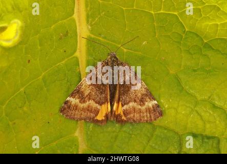 Light Orange Underwing (Archiears notha) adult at rest on leaf Norfolk ...