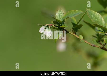 Highbush blueberry, shrub in the process of flowering. Fresh spring ...