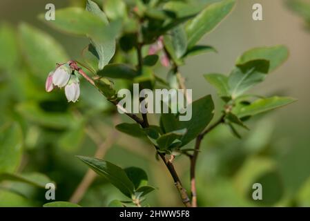 Highbush blueberry, shrub in the process of flowering. Fresh spring ...
