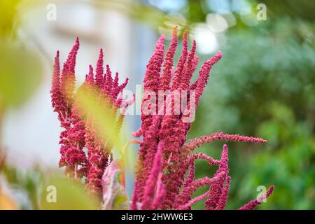 Rajgira or Amaranth plant Stock Photo - Alamy