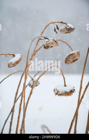 Dried flowers covered with snow and frost and illuminated by the sun at ...