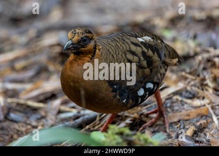 Rare partridge. Mountain background. Bird: Caspian Snowcock ...