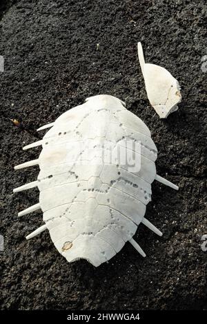 Photograph of a sea turtle skeleton carapace at Isla Fernandina, Gal ...