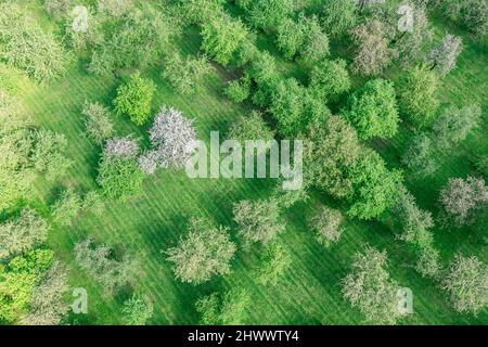 Sunny day in the orchard. Among other apple trees. Green, ripening ...