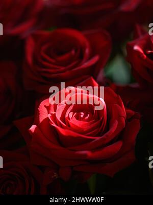 Dresden, Germany. 07th Mar, 2022. Crocuses bloom in the sunshine on the ...