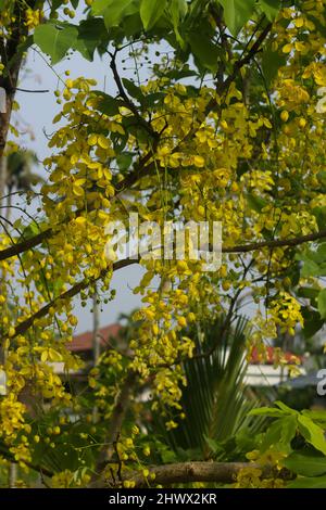 Cassia fistula kani konna in malayalam konna poov Stock Photo - Alamy