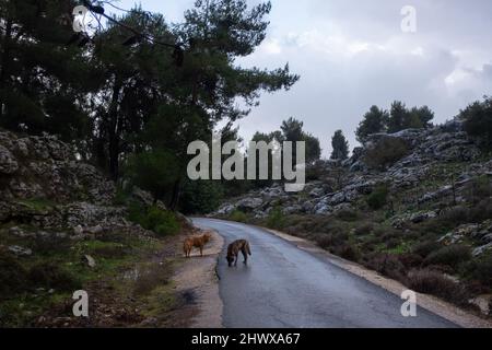Dogs roaming around in rural landscape Stock Photo - Alamy