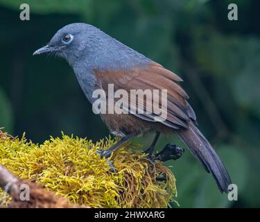 Sunda laughingthrush (Garrulax palliatus) is a species of birds at ...