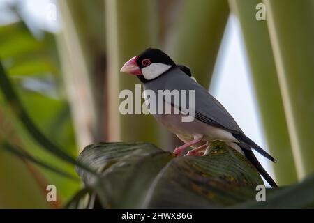 Group of beautiful bird Java sparrow (Lonchura oryzivora Stock Photo ...